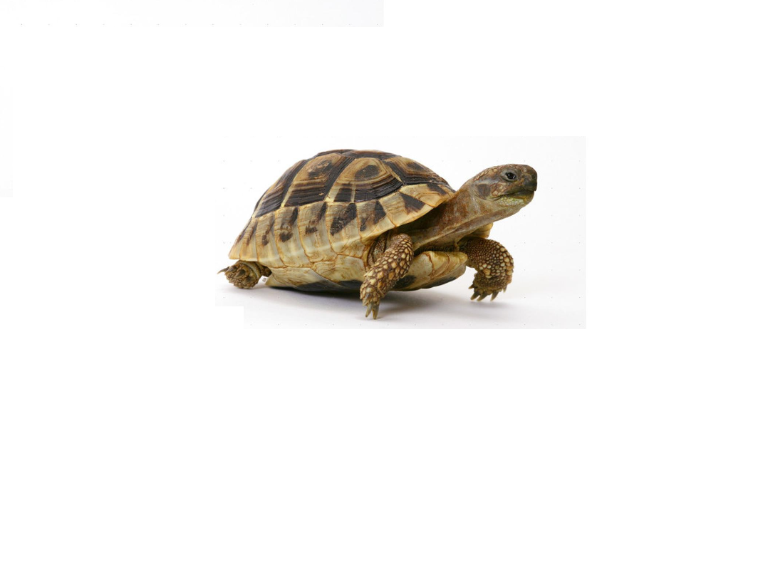 Safe Robot - Exness Copy Trading